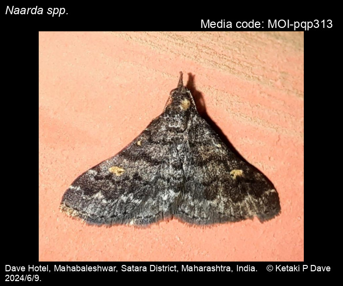 Naarda spp. | Moths